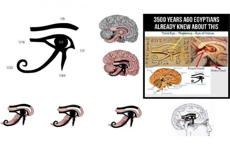 the-secret-of-the-third-eye-how-some-animals-see-beyond-the-visible ...