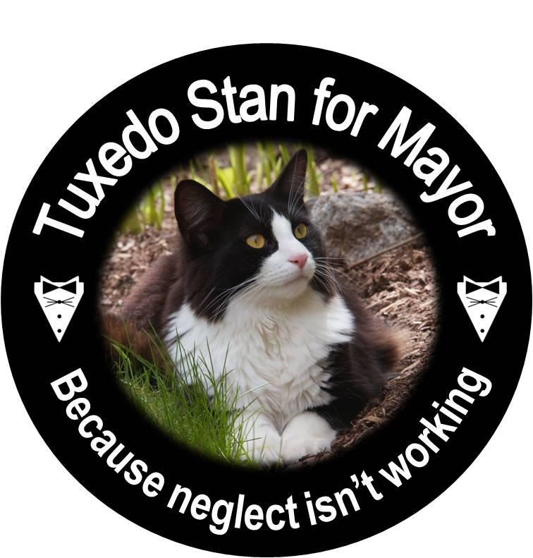 tuxedo-stan-the-cat-who-ran-for-mayor-and-changed-the-world | Trendy ...